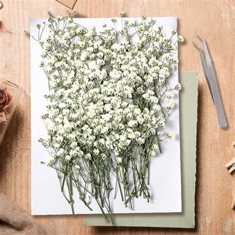 KAOHONG 130 Stück Getrocknete Gepresste Babys Breath Blumen Trockenblumen Weiß Schleierkraut