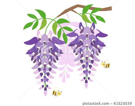 등나무 꽃 3 스톡일러스트 61828839 PIXTA