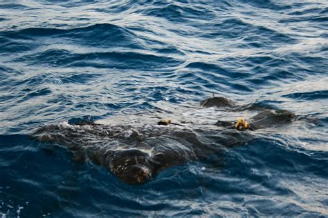 Ocean Defenders Alliance Fish Aggregating Device FAD Removed From