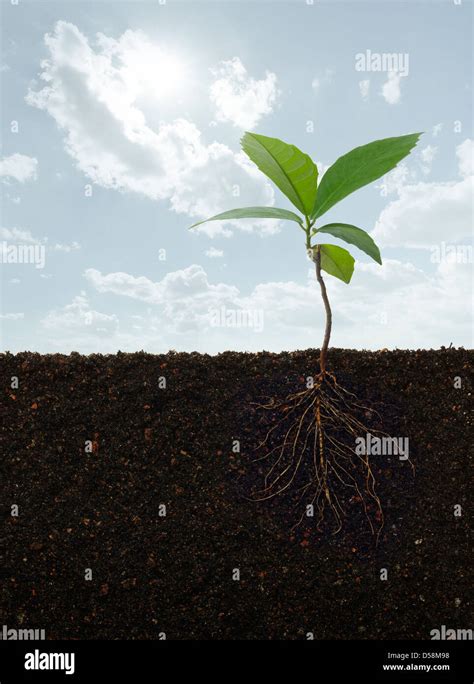 Root Cross Section Hi Res Stock Photography And Images Alamy