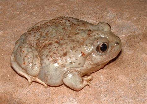 New Mexico Spadefoot Toad Facts And Pictures