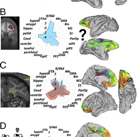 Macaque Medial Frontal Regions Left Associated With A Positive Download Scientific