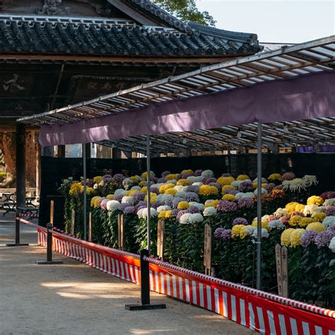 【神社特集｜太宰府天満宮】124年ぶりの『御本殿』大改修に伴い建設された3年間限定の貴重な『仮殿』に参拝しよう。 ふくおかナビ