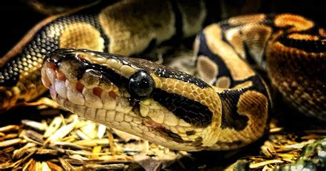 Echtgenoot Vindt Zijn Vrouw In Python Van 5 Meter Lang Slang Heeft