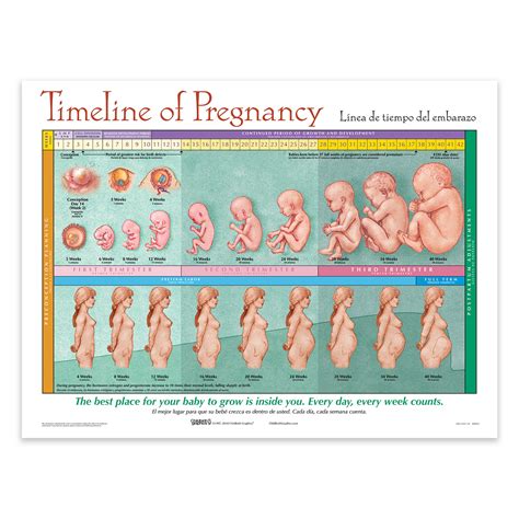 Pregnant Natural Cycles Pregnancy Chart Educational Chart Resources