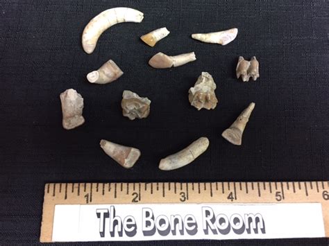 Fossil Camel Teeth Miocene Set Of 12