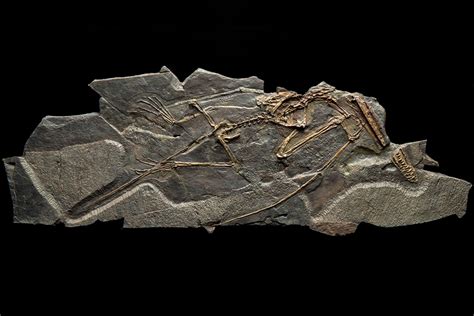 Pterosaurs Flight In The Age Of Dinosaurs How Did Prehistoric