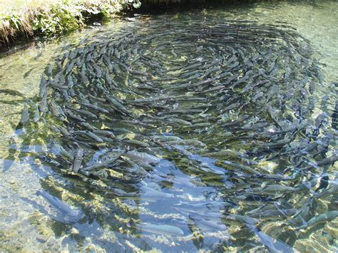 Free Images Water Stream Food Seaweed Eat Algae Wetland Trout