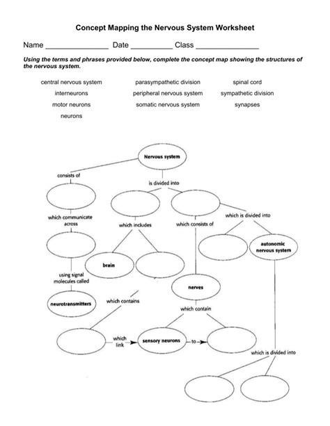 Nervous System Concept Map Worksheet