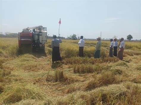 သဲကုန်းမြို့နယ်တွင် ဆိုလာရေတင်စနစ်ဖြင့် စိုက်ပျိုးသော နွေစပါးစံကွက် ရိတ်သိမ်းပွဲပြုလုပ