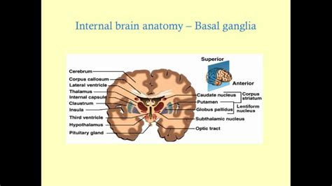 Essentials Of Neuroanatomy Crash Medical Review Series Youtube