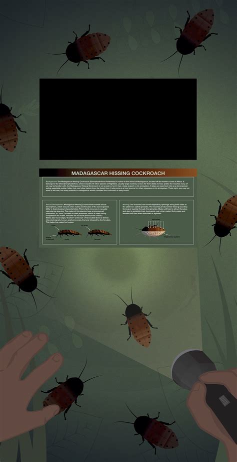 Madagascar Hissing Cockroach Exhibit On Behance