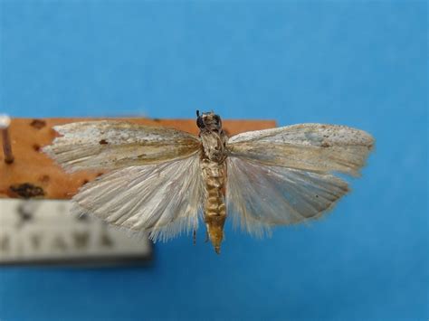 Phycitodes Subcretacella