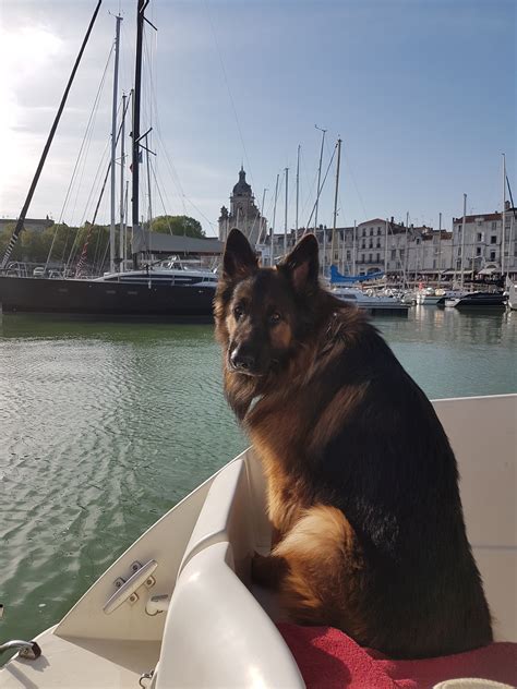 Cruauté Envers Les Animaux