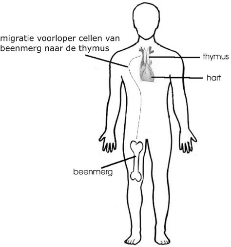 Menselijk Lichaam Botten 94 Beweging Van Het Skelet