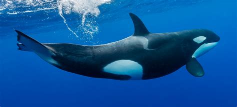 Orca Biologia Geral