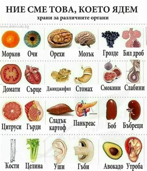 Кои храни са полезни за различните органи Петя Георгиева