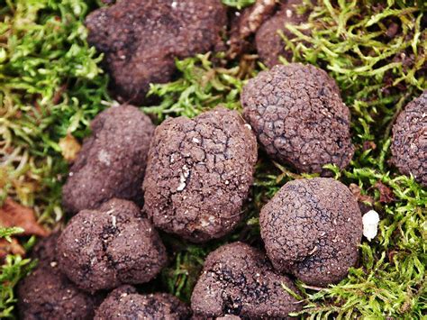 Valtopina è in festa con la 41ª Mostra Mercato del Tartufo Umbria