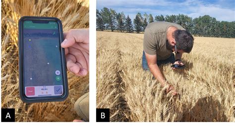 Exploring Understanding More On Grain Yield Forecasting Olds College Alberta Canada