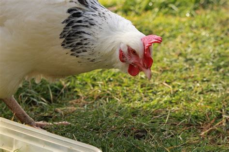 Can Chickens Eat Sunflower Seeds