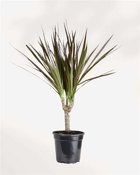 Dracaena Marginata Staggered How To Repot A Dracaena Marginata