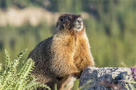 Marmot With An Atitude Photograph By Tony Hake Fine Art America