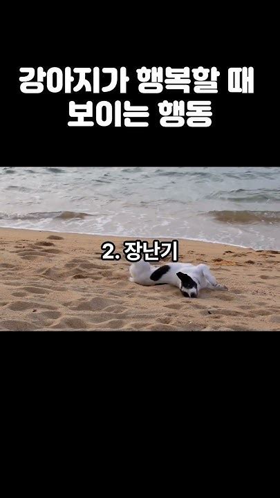 우리 반려견은 행복할까 강아지가 행복할 때 보이는 행동 쇼츠 강아지 반려견 개 Shorts 행복 Youtube