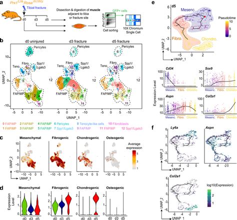 Single Cell Analyses Of Skeletal Muscle Mesenchymal Progenitors In