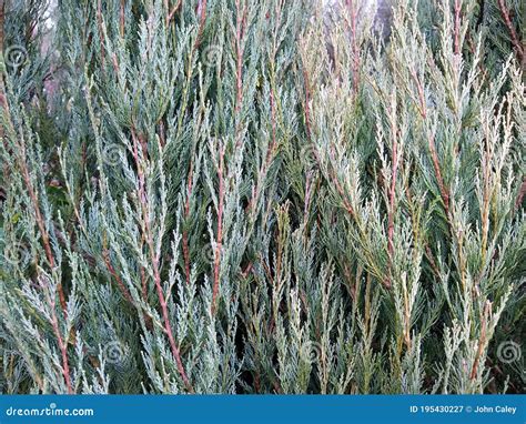 Juniperus Virginiana `skyrocket` Stock Image Image Of Gray Redcedar