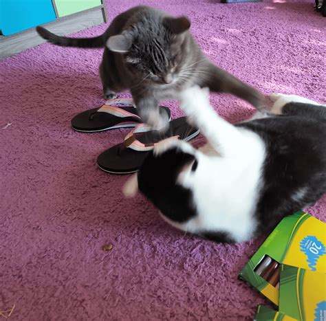 Bffs Big Fur Flying Catsoftwitter Cute Rbutterjack