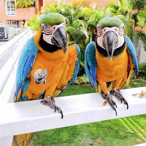 Papoušci Papoušci K Adopci Máme Dva Papoušky Ary Které Ro Bazar