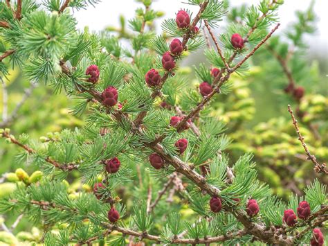 40 Beautiful Trees That Start With T Balcony Garden Web