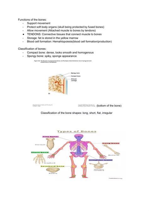 Summary Anatomy And Physiology Overview Of The Skeletal System Anatomy