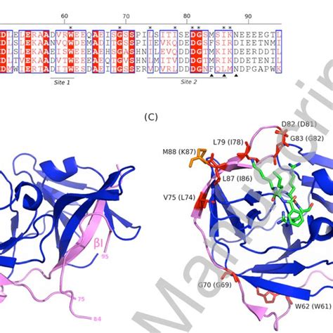 Pdf Dengue Protease Activity The Structural Integrity And