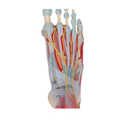 Modelo del esqueleto del pie con ligamentos y músculos Medilab pe