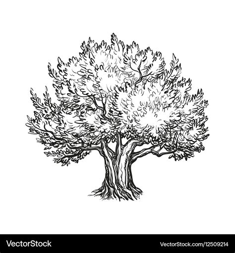 Olive Tree Royalty Free Vector Image Vectorstock