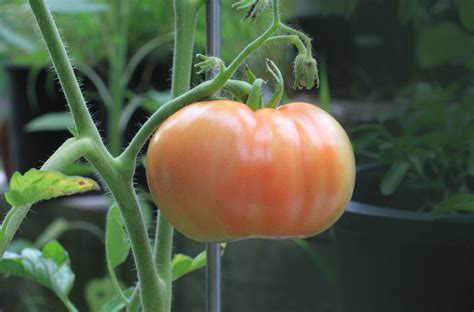 10 Common Tomato Plant Diseases And How To Heal Them Garden And Happy