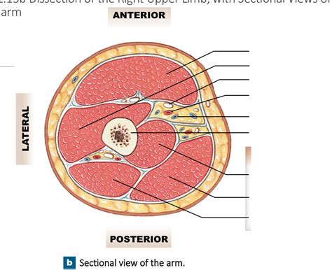 Lec 3 Arm X Section Diagram Quizlet