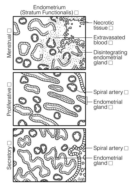 Endometrium Menstrual Proliferative And Secretory Phases Histology