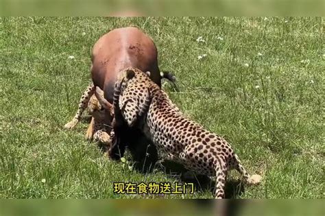 羚羊为救家人，正面硬拼三只成年猎豹，过程惊险成年猎豹羚羊