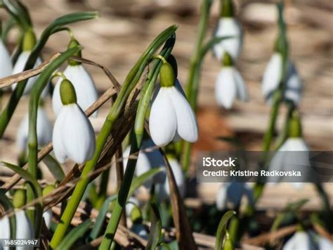 스노우 드롭 클로즈업 Ginns Form은 길고 우아한 꽃과 햇빛에 마른 잔디 배경의 강한 향기가 있습니다 0명에 대한 스톡 사진 및 기타 이미지 Istock