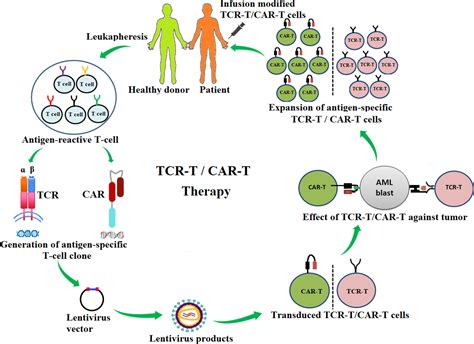 Frontiers Antigen Specific TCR T Cells For Acute Myeloid Leukemia