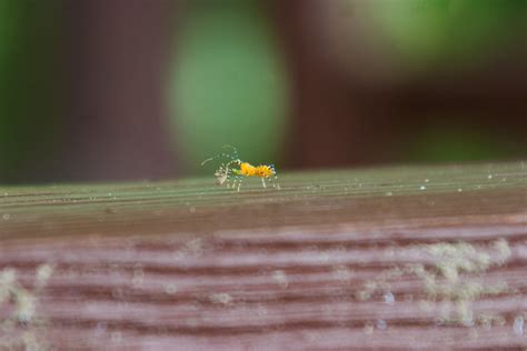 Immature Sycamore Assassin Bug With Prey Imgur
