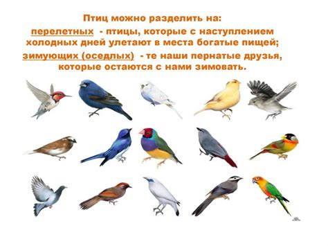 Птицы наши друзья презентация онлайн
