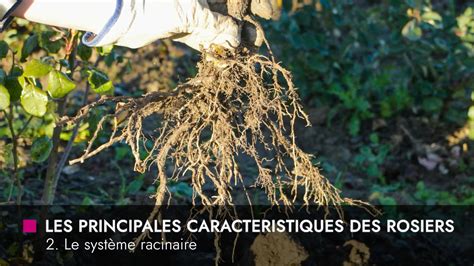 2 Le système racinaire Connaissances des rosiers