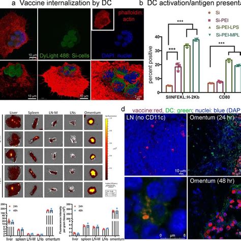 Bone Marrow Derived Dendritic Cell Bmdc Activation And Download