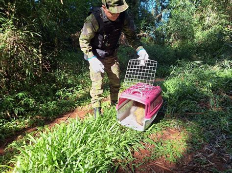 3º Batalhão Ambiental da Brigada Militar resgata um Ouriço cacheiro em