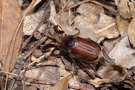 ケブカコフキコガネ Tricholontha papagena 沖縄の昆虫 おきなわカエル商会