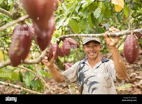 Male Cocoa Farmer Harvesting And Pruning His Cocoa Trees And Pods In