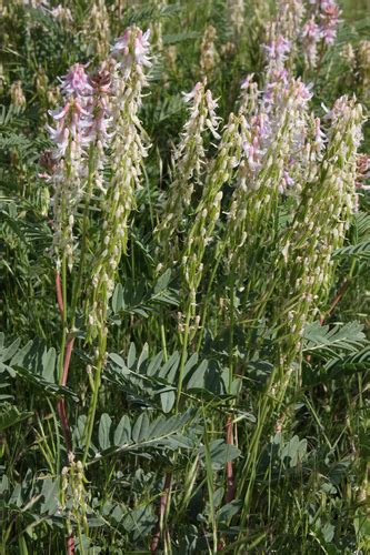 Variety Astragalus Bisulcatus Bisulcatus · Inaturalist
